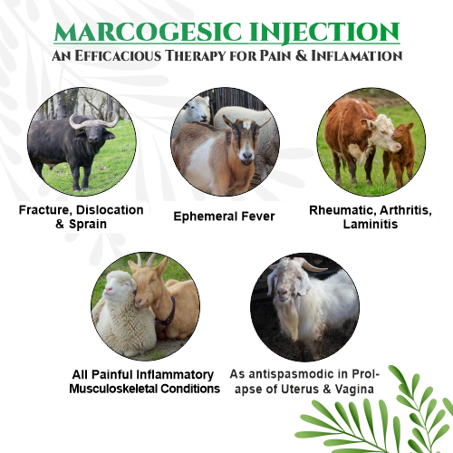 buy Marcogesic is a pain relief & anti-inflammatory injection for ...
